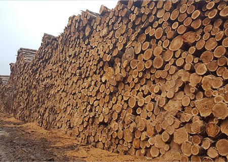 Career Opportunities at Treeline, Inc.